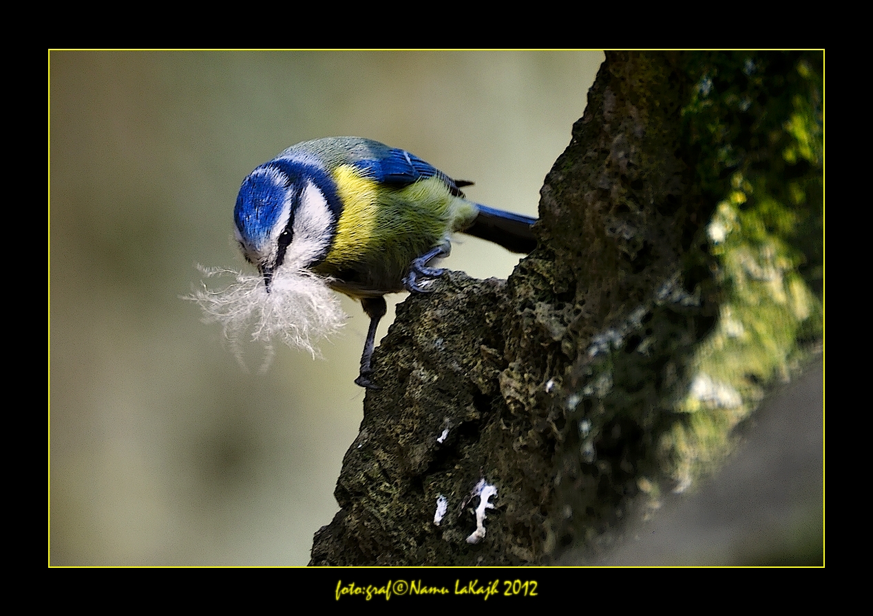 *Meise* die Blaue Foto & Bild | tiere, wildlife, wild lebende vögel ...