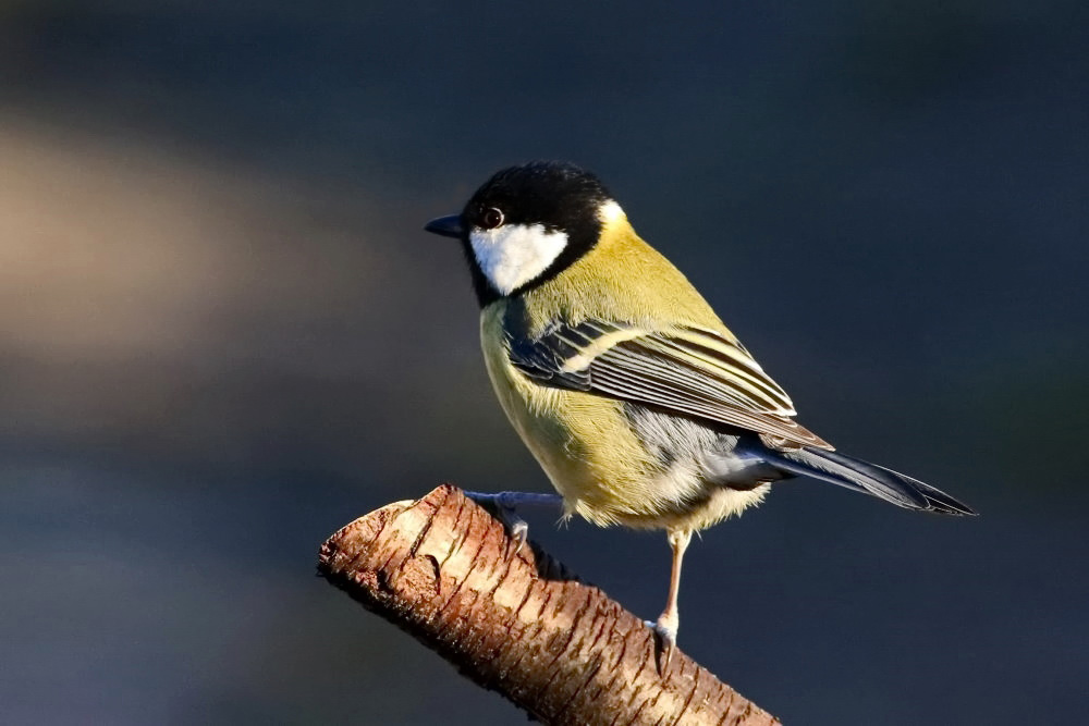 Meise Foto & Bild | fotos, baum, frühling Bilder auf fotocommunity
