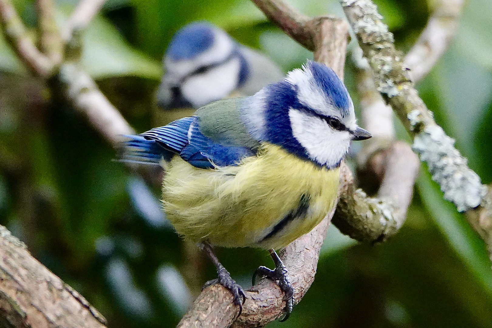 MEISE Foto & Bild | tiere, wildlife, wild lebende vögel Bilder auf ...