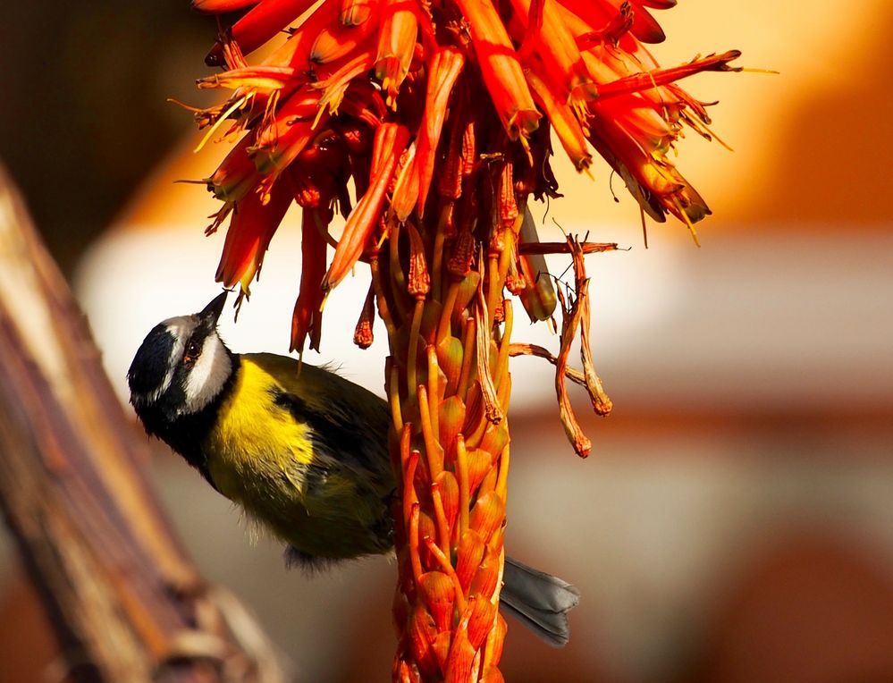 MEISE II Foto & Bild | licht, natur, tiere Bilder auf fotocommunity
