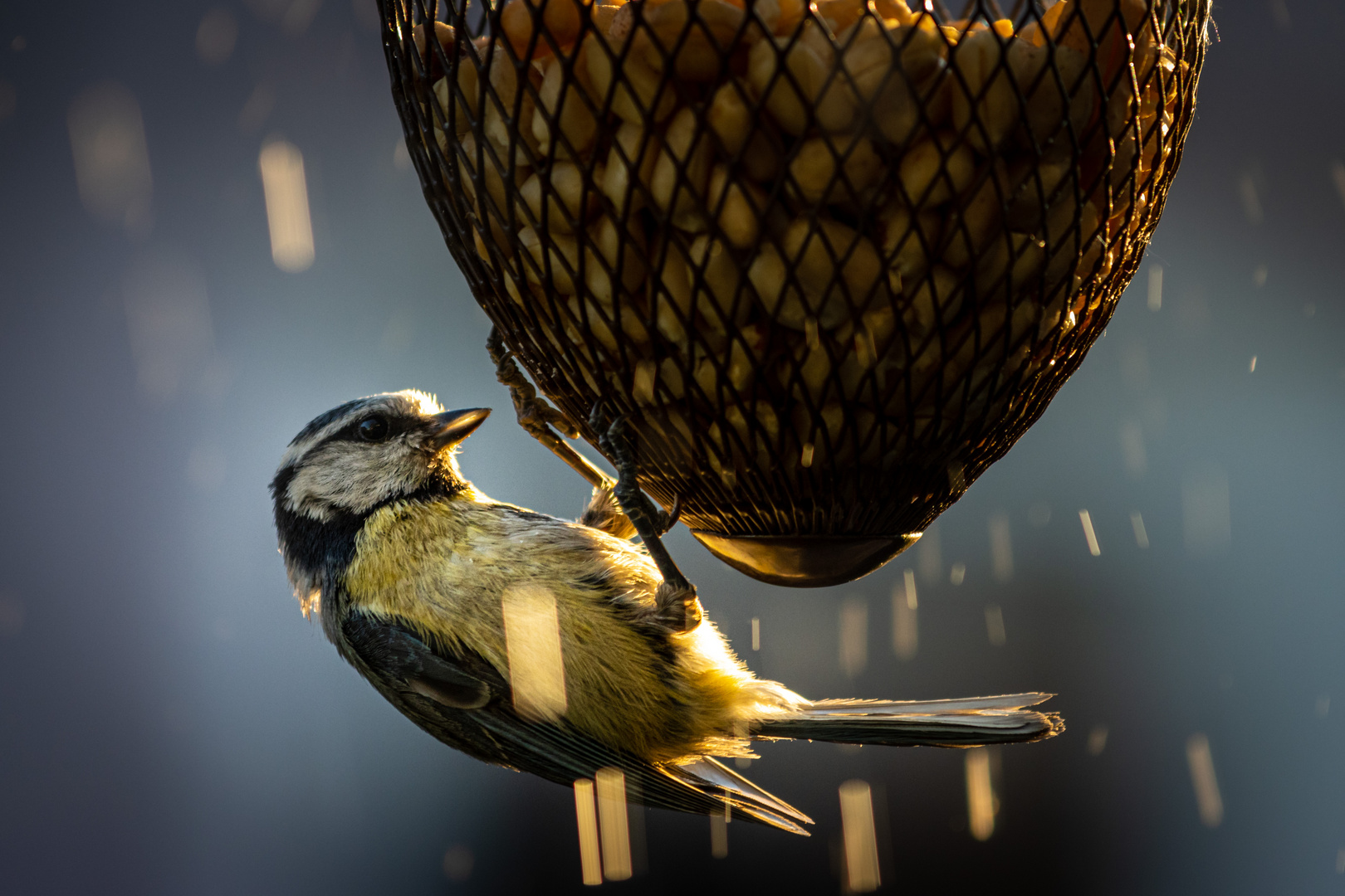 Meise im Regen Foto & Bild | tiere, wildlife, wildlife in der stadt ...