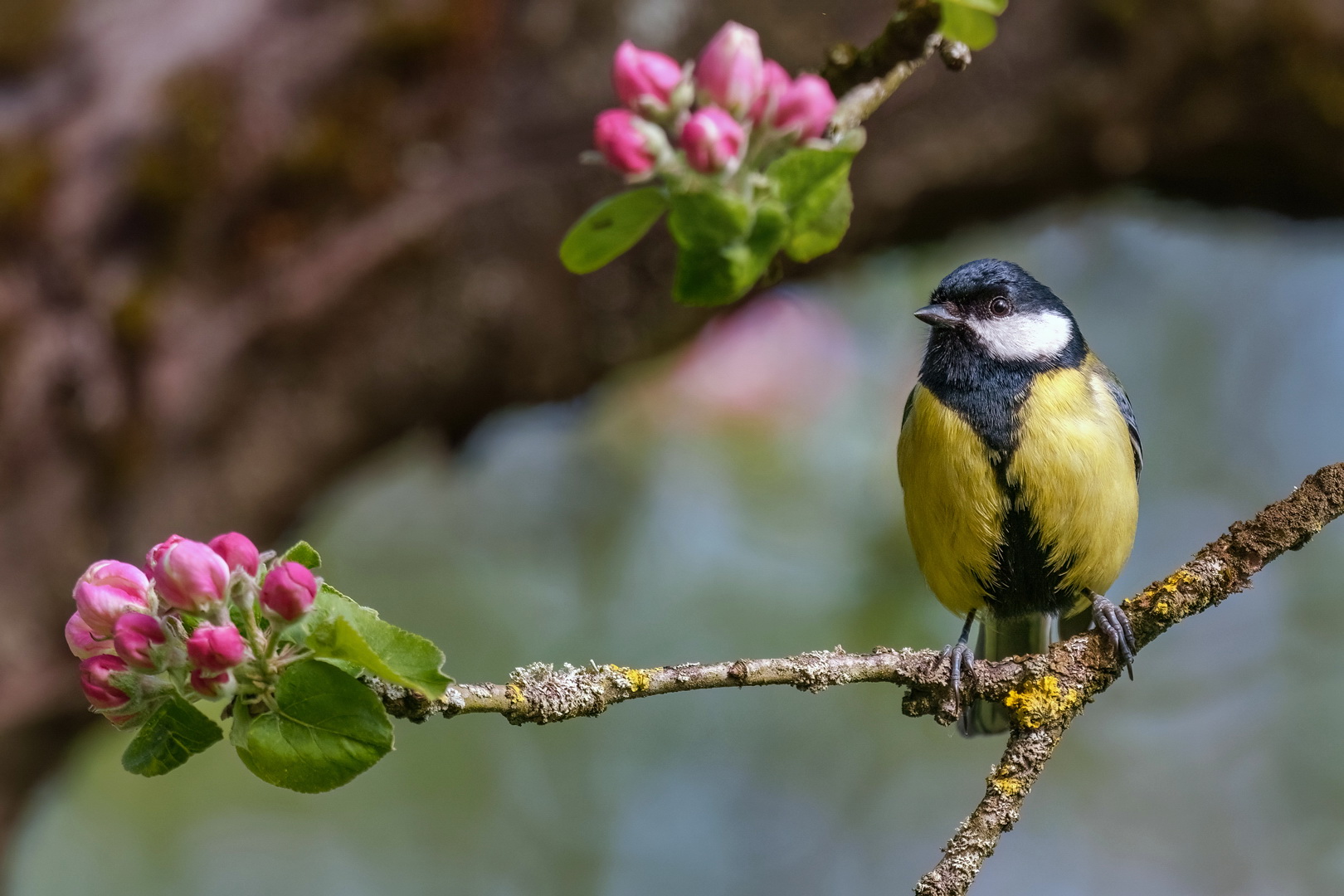 Meise und Blüte Foto & Bild | spezial, bäume, frühling Bilder auf ...