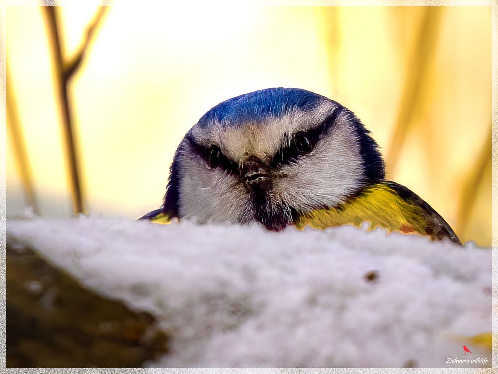 Meise versteckt Foto & Bild | tiere, wildlife, wild lebende vögel ...