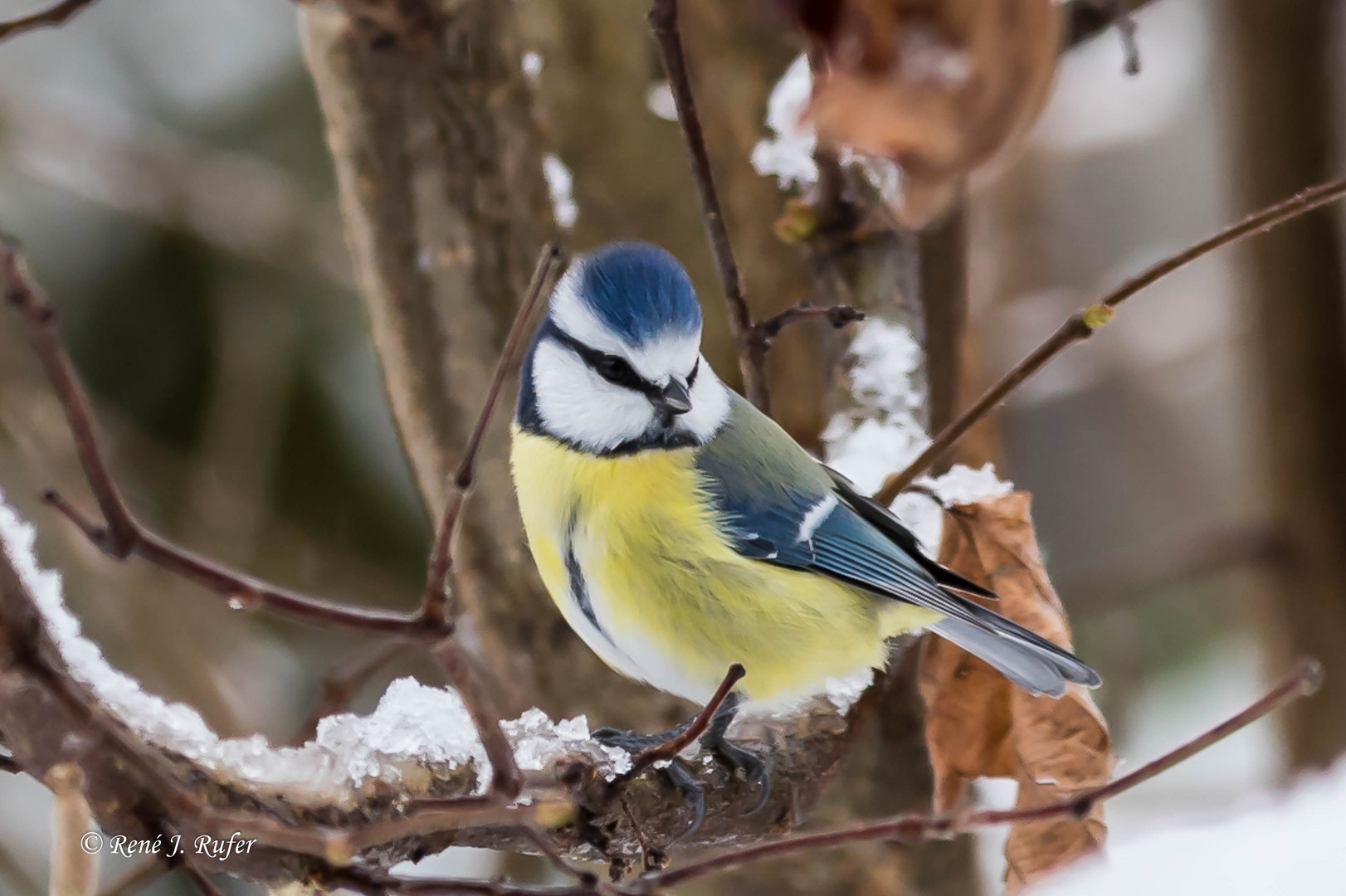 Meise_1049 Foto & Bild | tiere, wildlife, wild lebende vögel Bilder auf ...