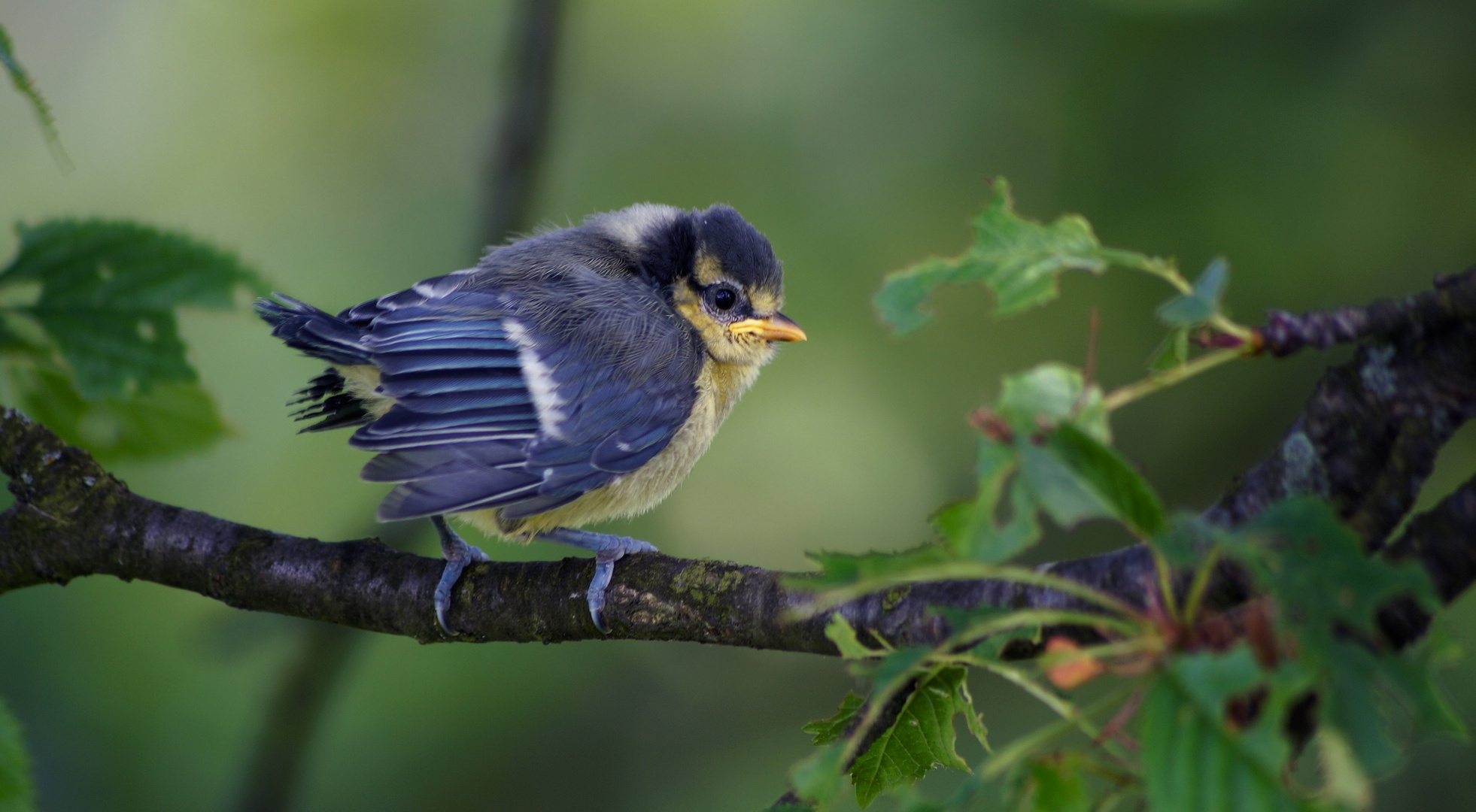 Meisen-Baby Foto & Bild | tiere, wildlife, wild lebende vögel Bilder ...