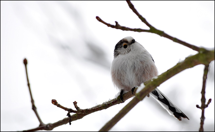 Meisi oh Meisi Foto & Bild | tiere, wildlife, wild lebende vögel Bilder ...