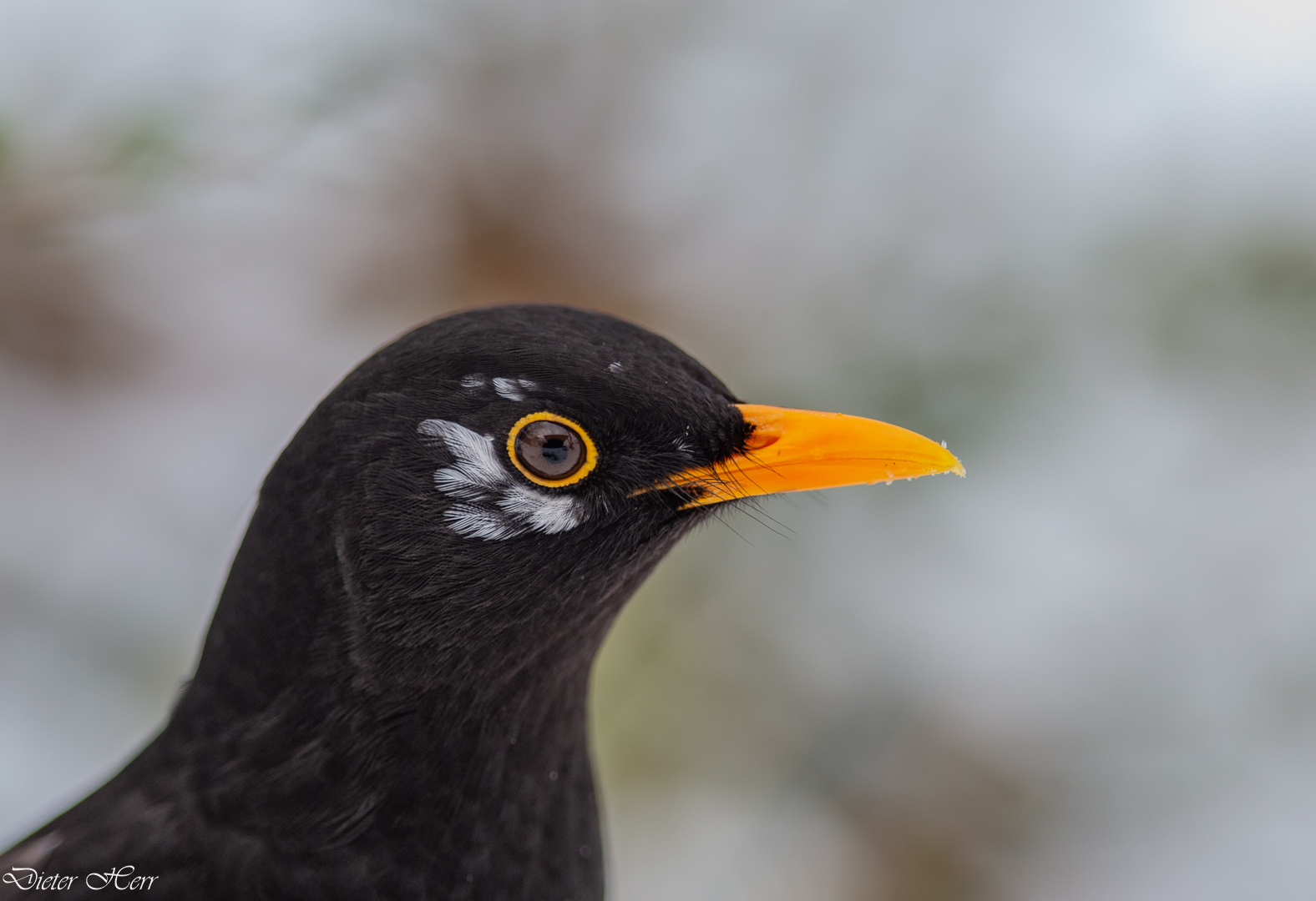 Meistens... Foto & Bild | natur, tiere, vögel Bilder auf fotocommunity