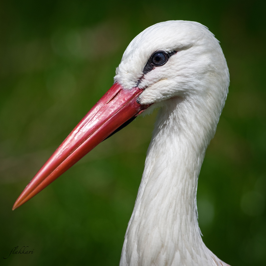 Meister Adebar Foto & Bild | natur, bayern, tiere Bilder auf fotocommunity