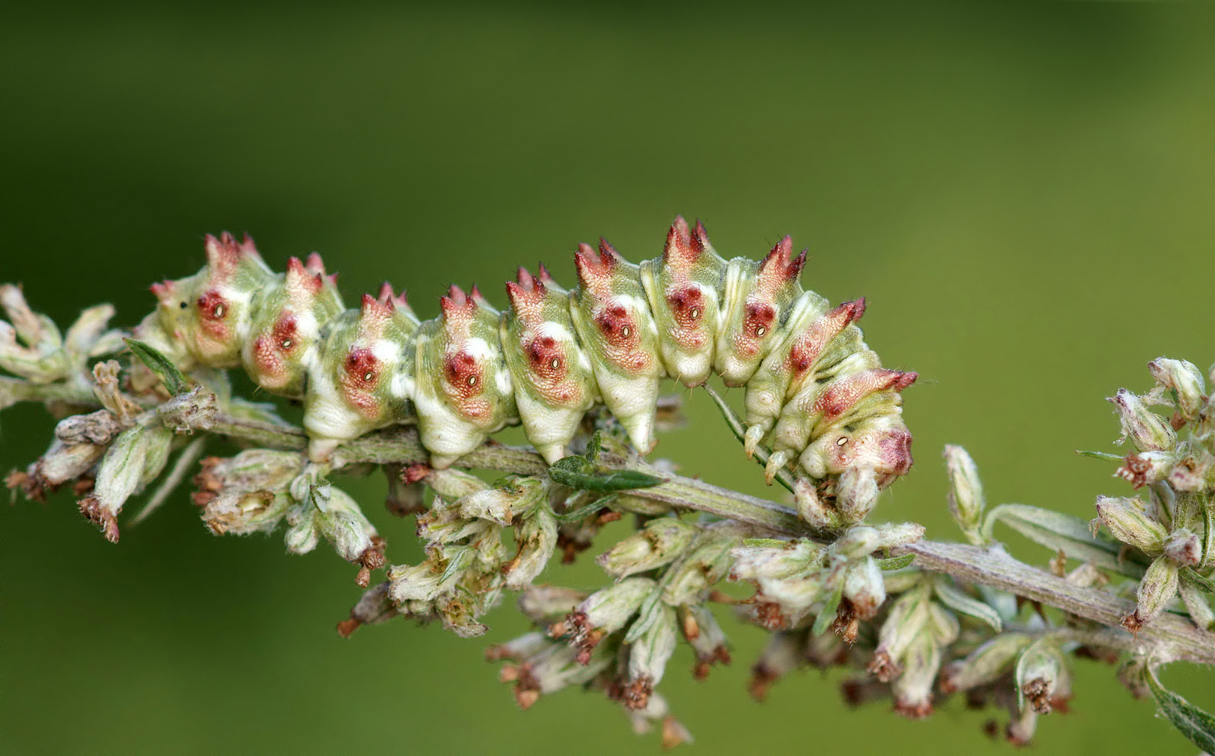 Meister der Tarnung... Foto & Bild | tiere, wildlife, schmetterlinge ...