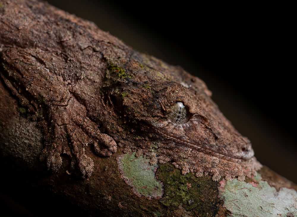Meister der Tarnung Foto & Bild | africa, madagascar, eastern africa ...