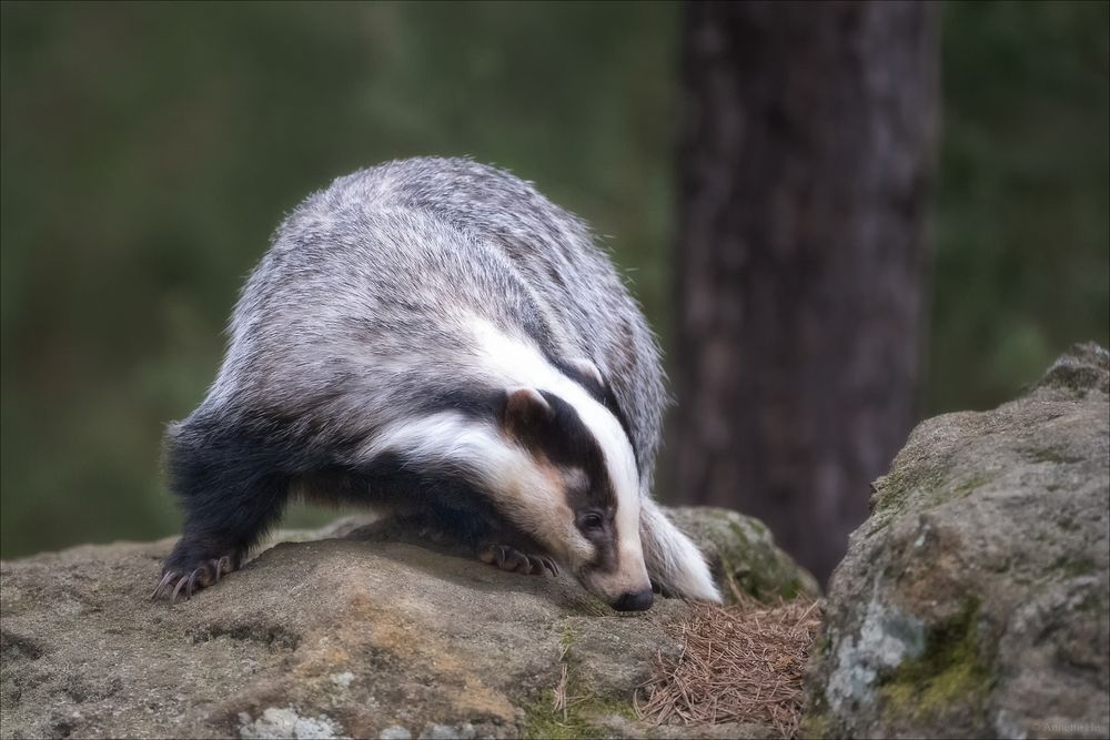Meister Grimbart Foto & Bild | world, wald, outdoor Bilder auf ...