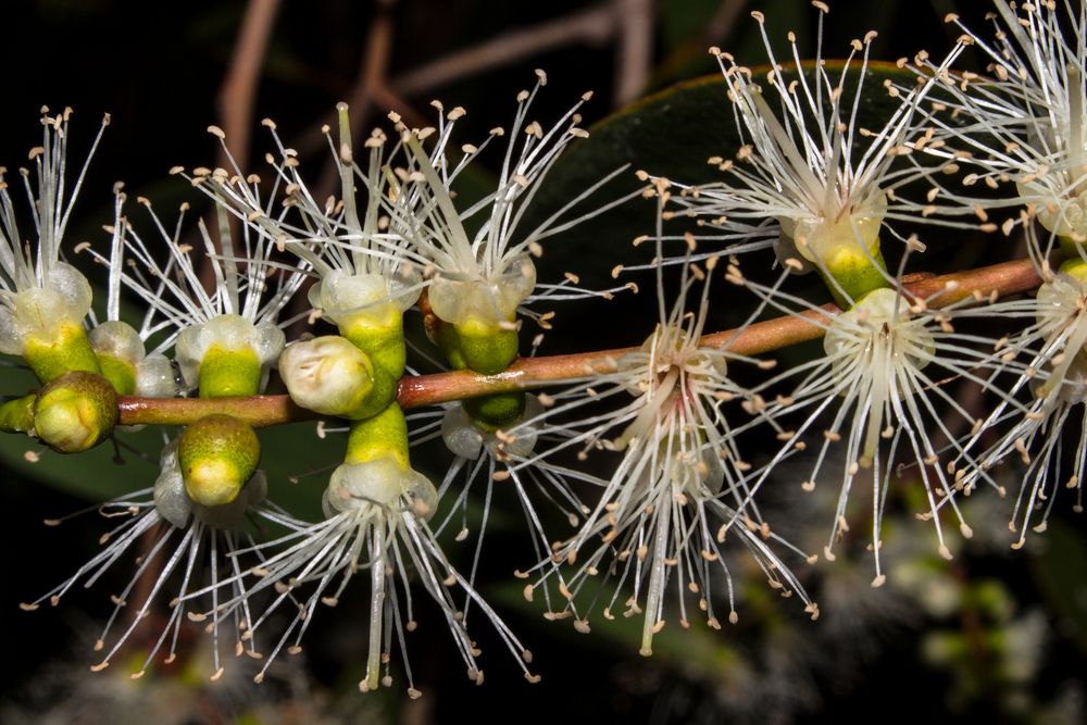 Melaleuca viridiflora Foto & Bild | australia, flower, flowers Bilder ...