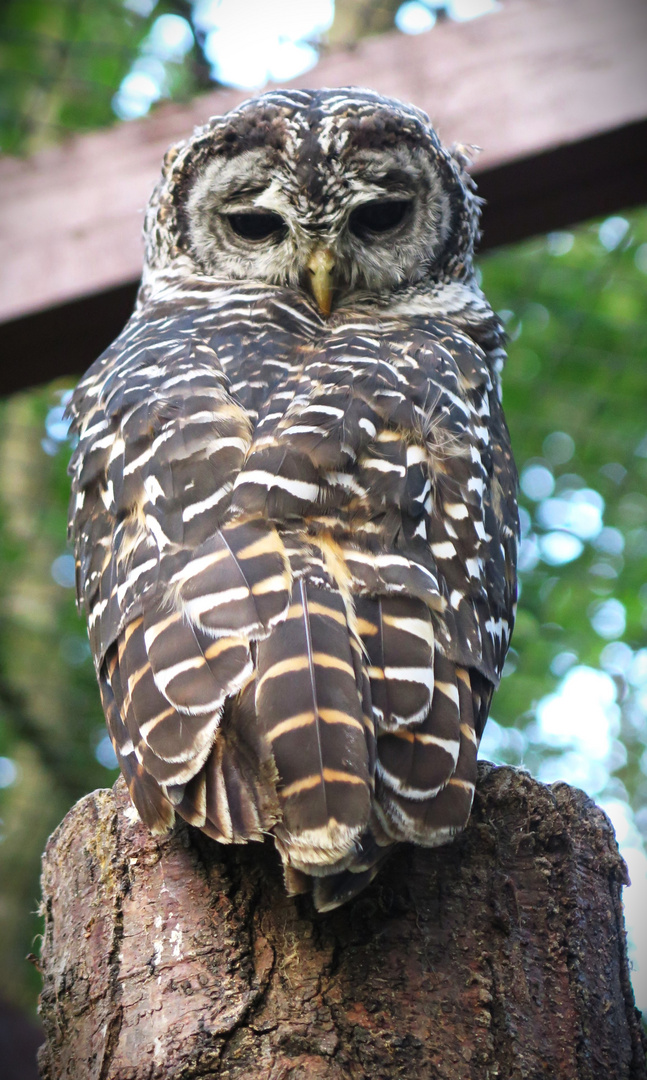 Melancholischer Kauz Foto & Bild | deutschland, europe, schleswig ...