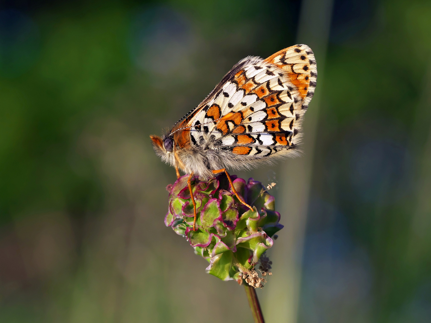 Melitaea cinxia Foto & Bild | fotos, outdoor, makro Bilder auf ...