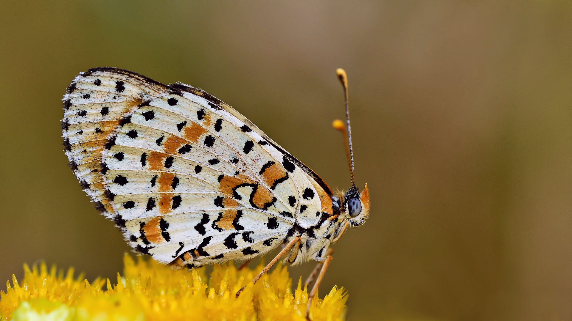 Melitaea didyma Foto & Bild | wald, sommer, outdoor Bilder auf ...