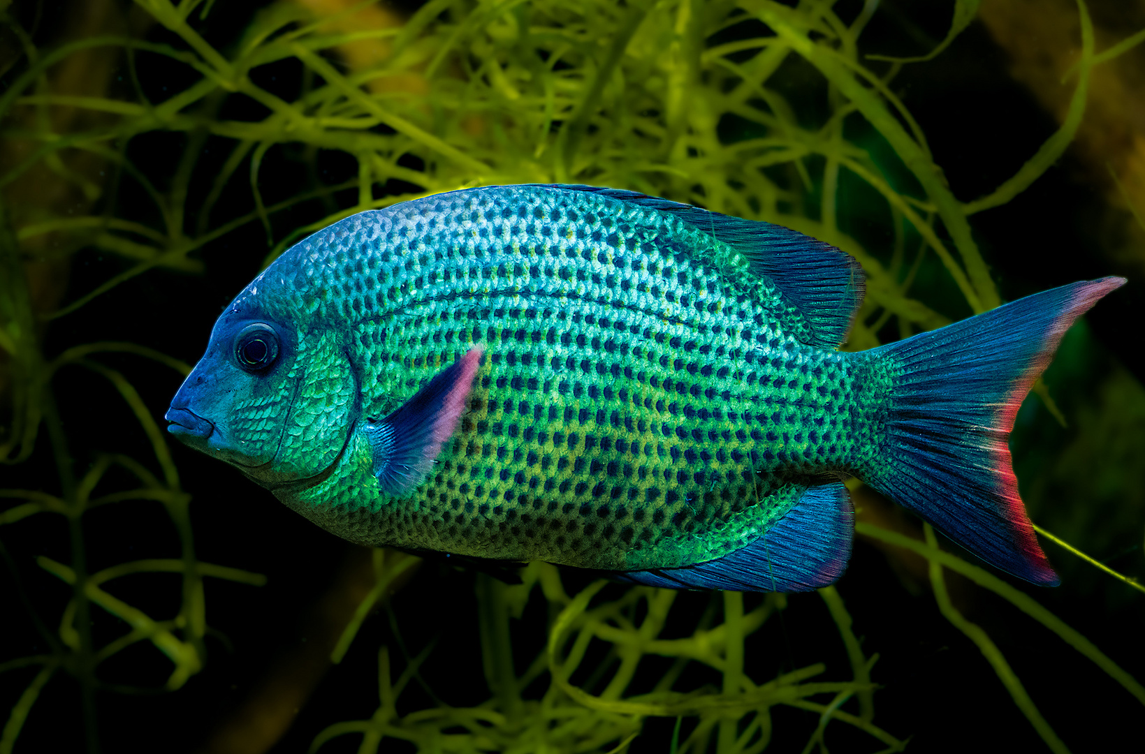 Menarambo-Buntbarsch Foto & Bild | portrait, köln, afrika Bilder auf ...