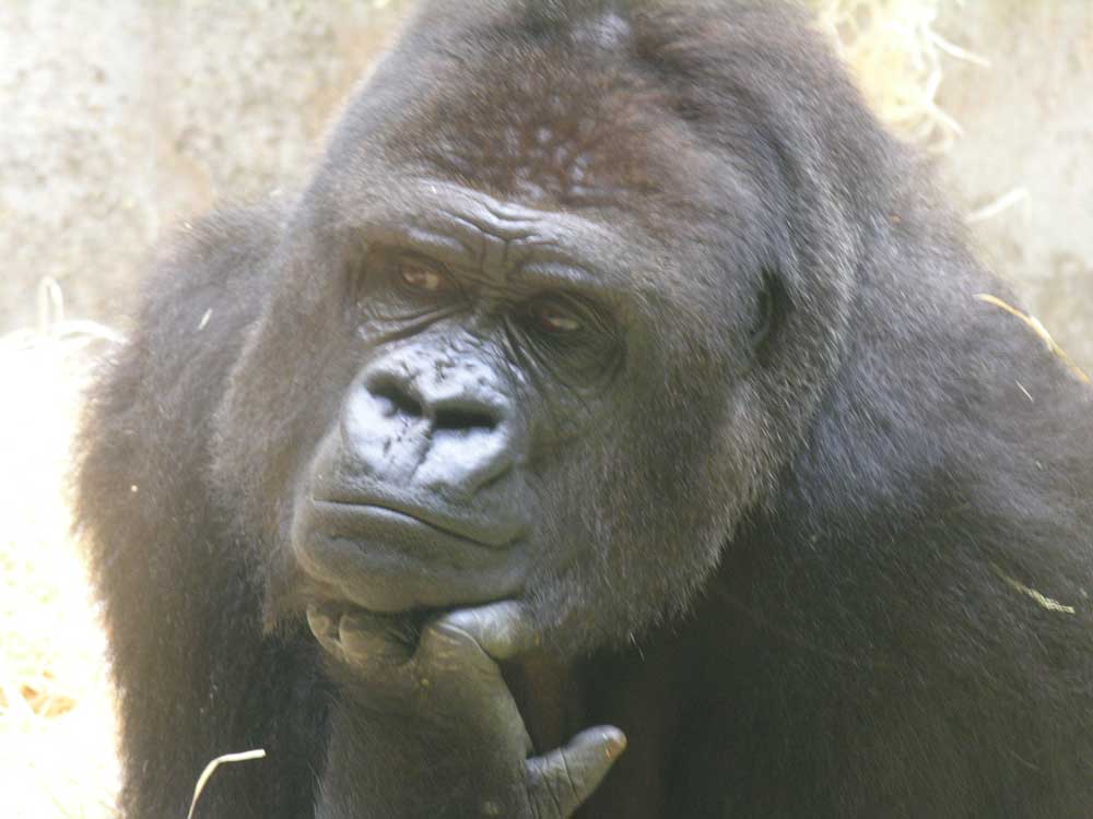 menschenaffe Foto & Bild | tiere, zoo, wildpark & falknerei, säugetiere ...