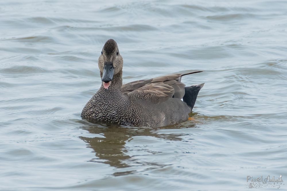 Mep Mep Mep Mep! Foto & Bild | tiere, wildlife, wild lebende vögel ...