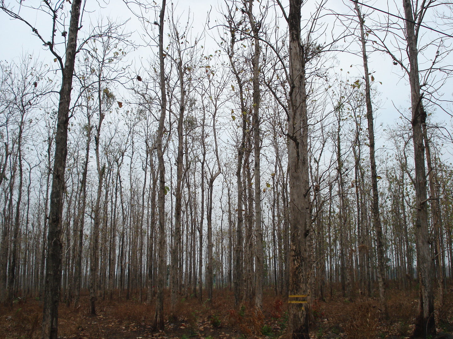 Pohon Jati Meranggas