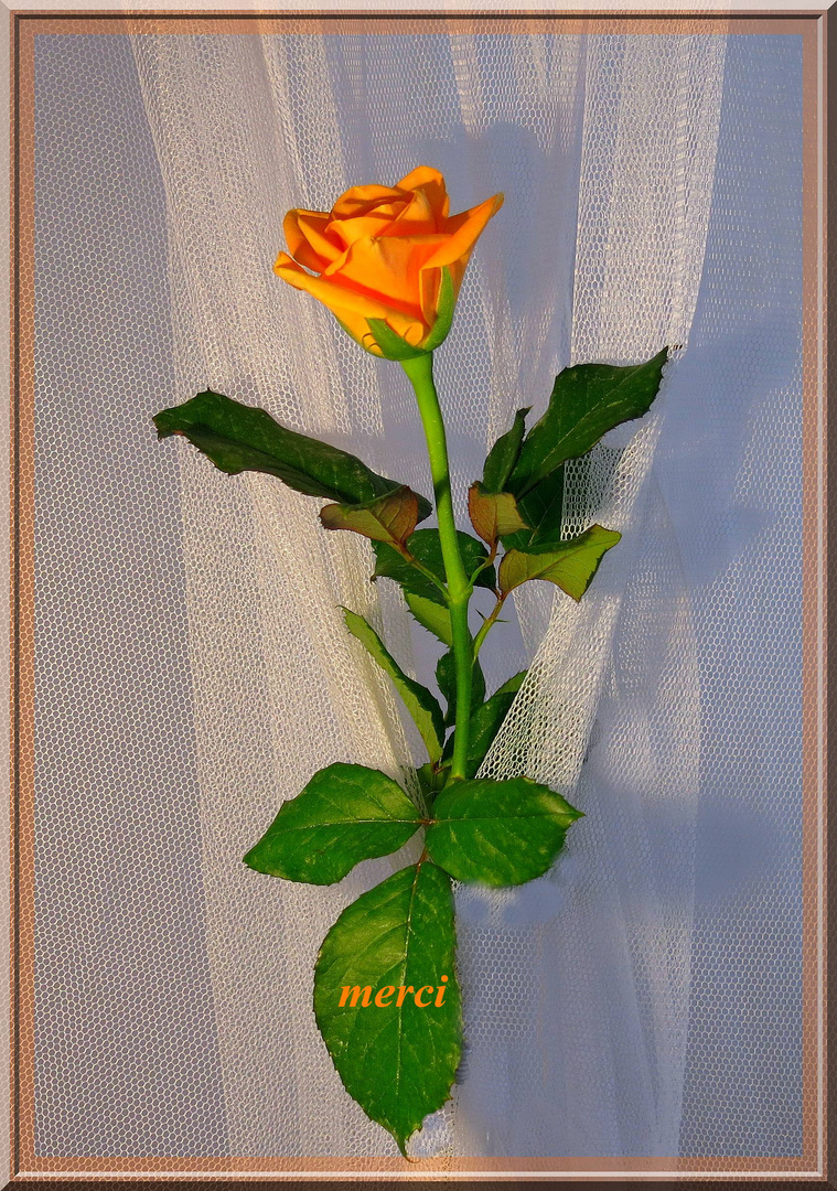 Merci :) photo et image | fleurs, roses, lou44 Images fotocommunity