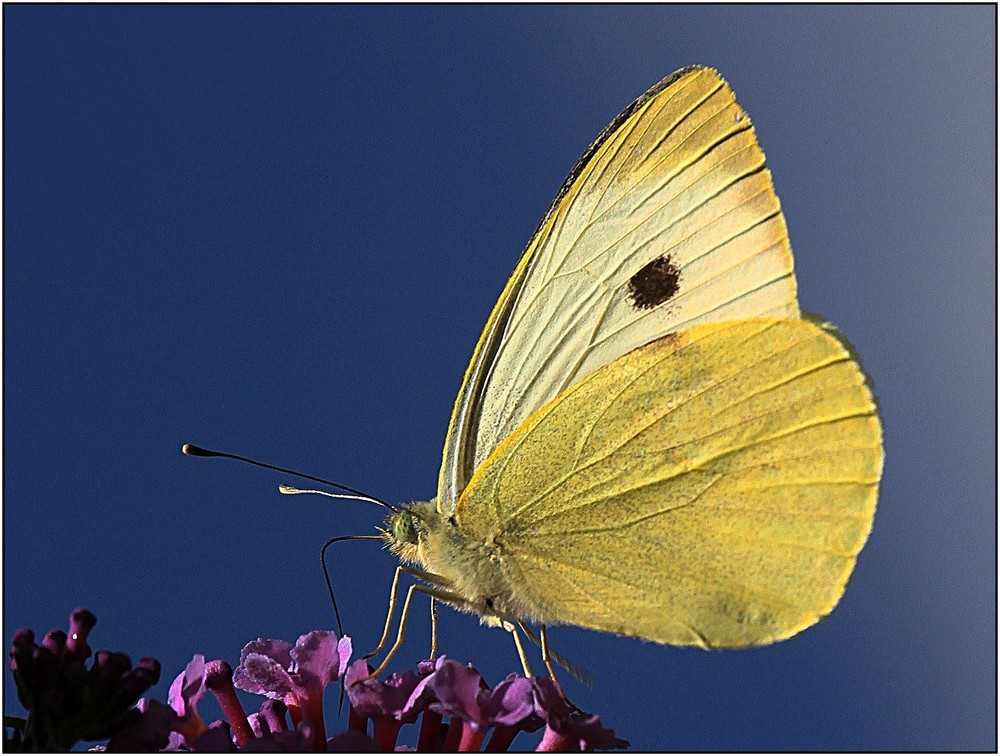 Merci Soleil photo et image | animaux, animaux sauvages, nature Images ...
