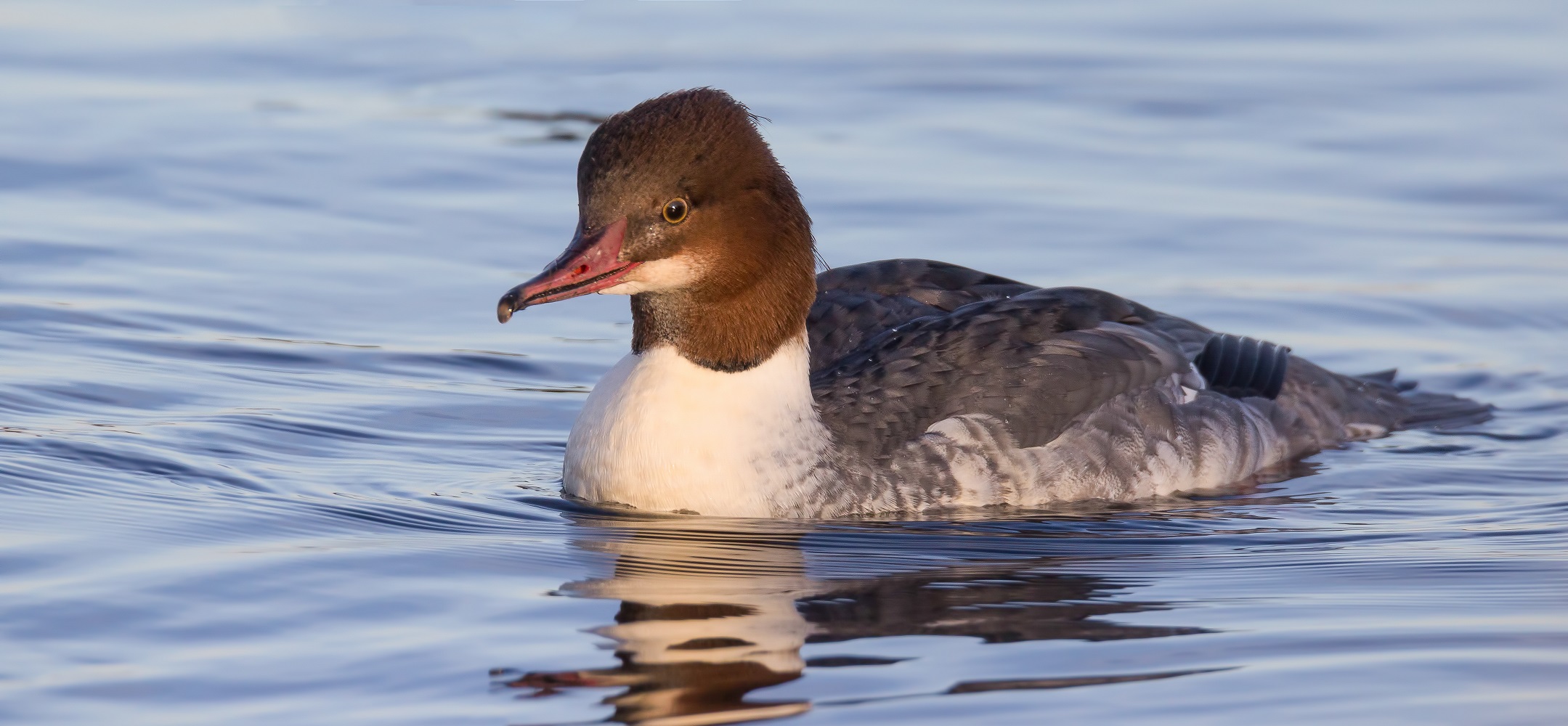 Mergus Merganser Foto & Bild | tiere, wildlife, wild lebende vögel ...
