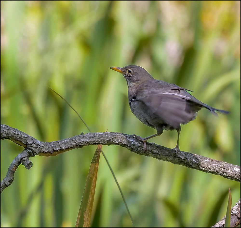 Merle photo et image | animaux, animaux sauvages, oiseaux Images ...