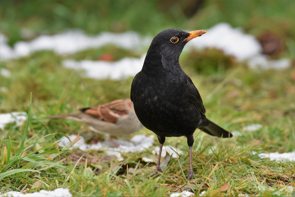 merle photo et image | france, natur, oiseaux Images fotocommunity