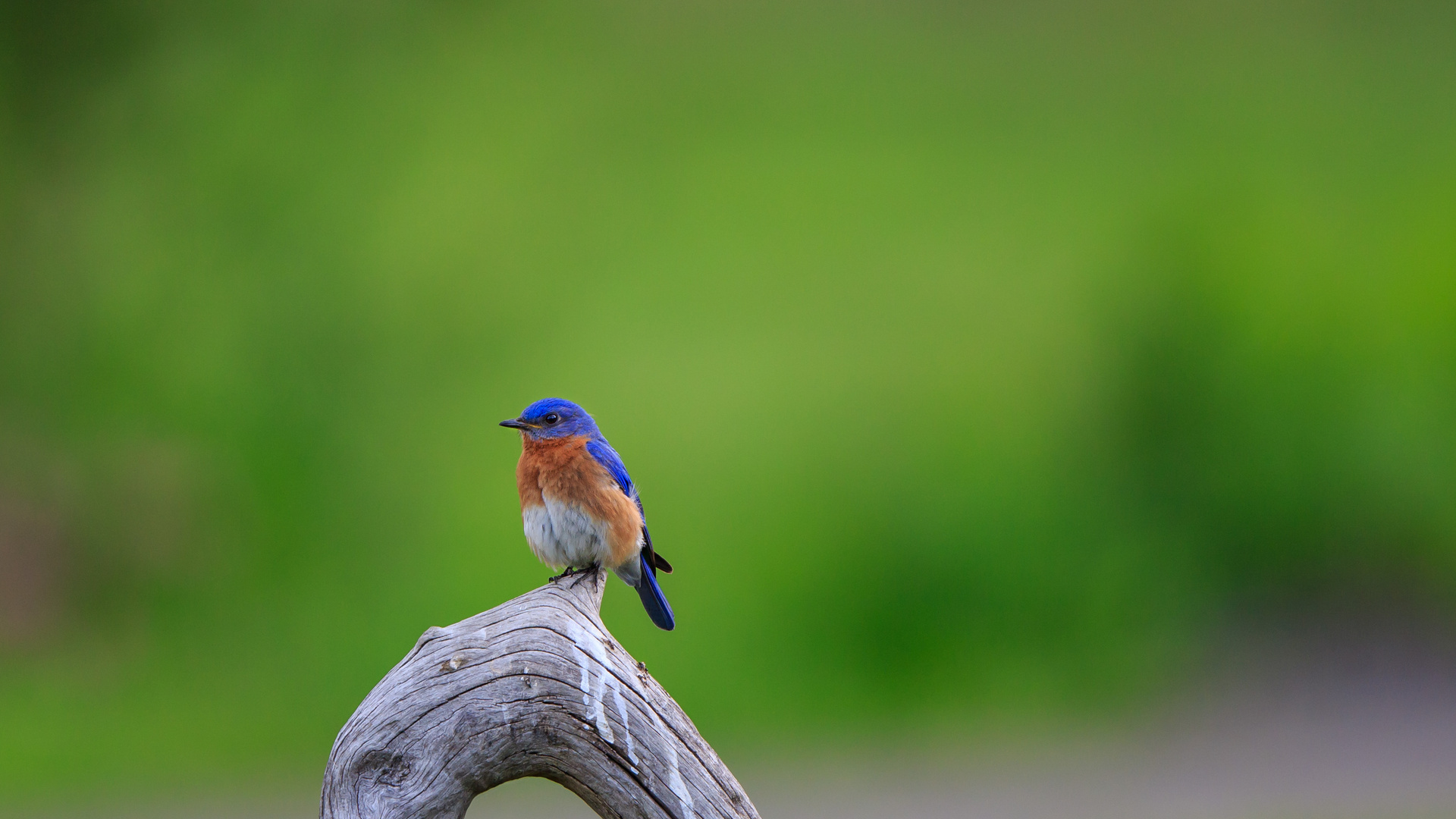 Merle Bleu de l'Est photo et image | animaux, animaux sauvages, oiseaux ...