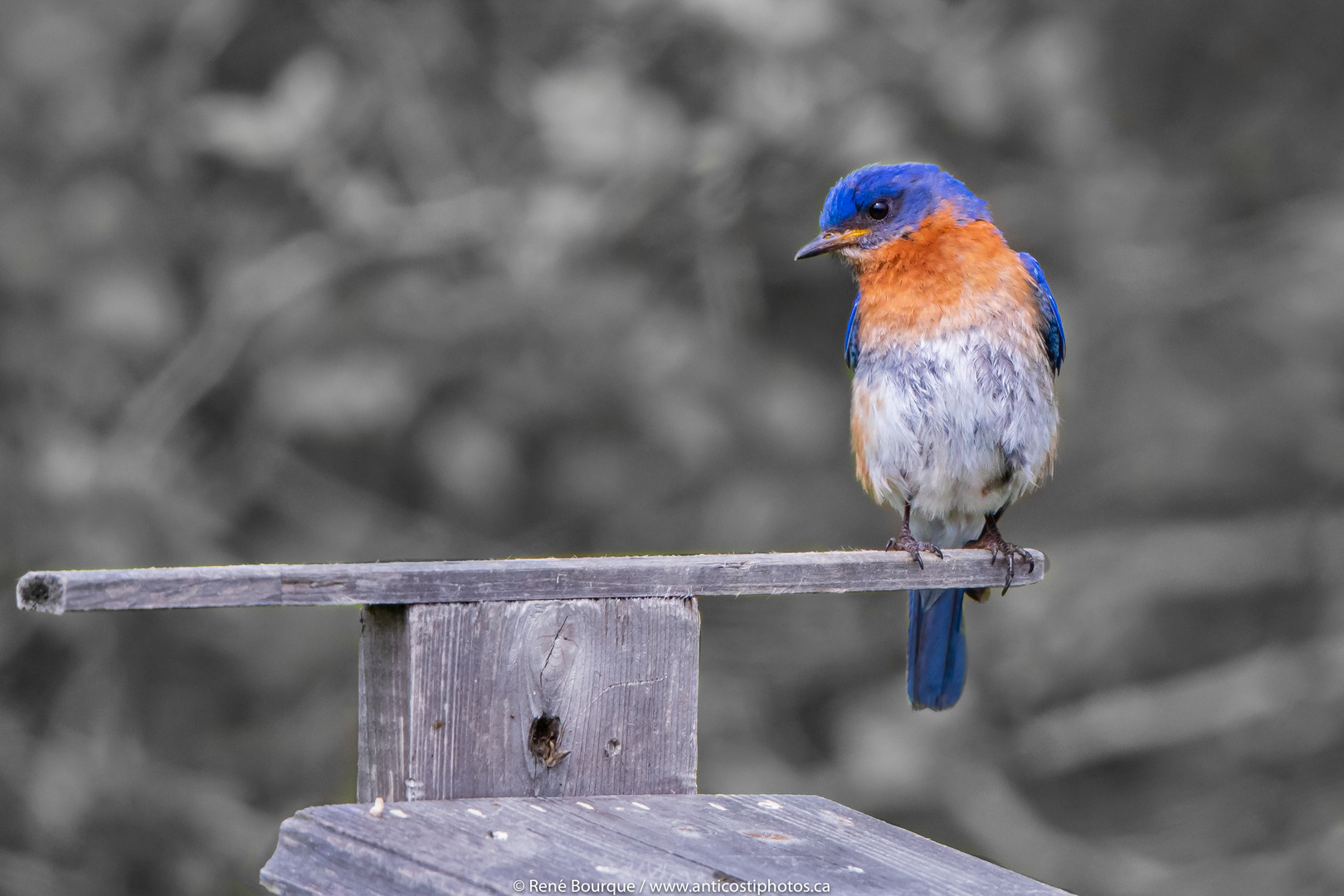 Merle bleu et désaturation partielle photo et image | animaux, animaux ...