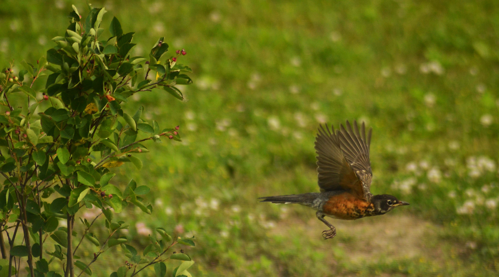Merle d'Amérique photo et image | animals, wildlife, birds Images ...