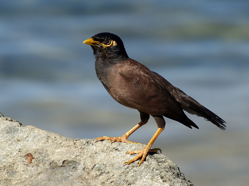 Merle Moluc (martin triste) néocalédonien - Hirtenmaina von ...