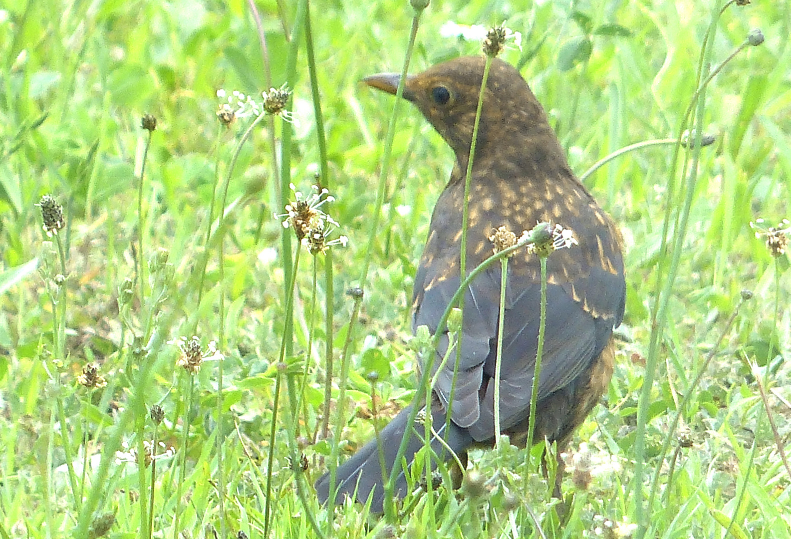 MERLETTE photo et image | nature, animaux, oiseaux Images fotocommunity