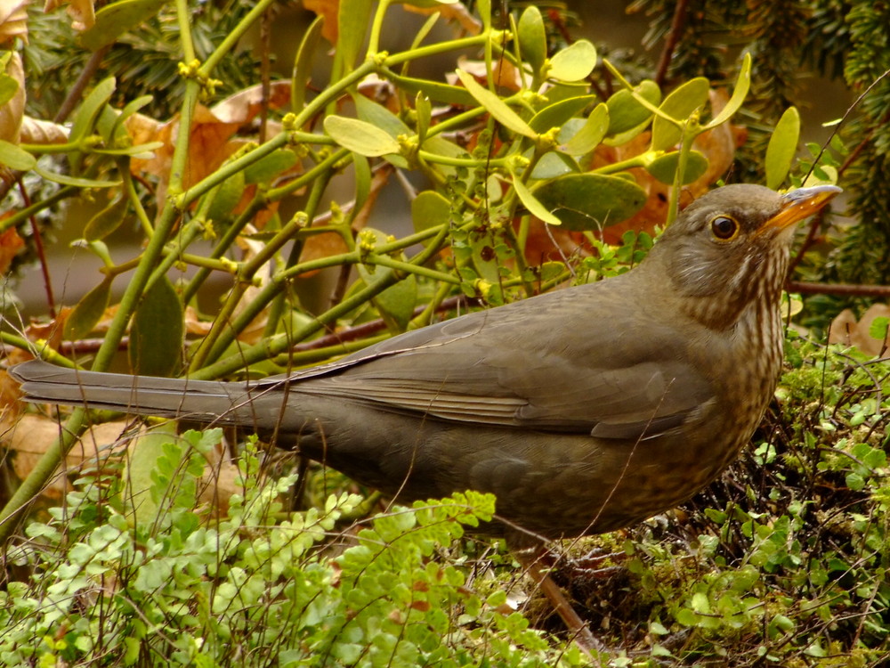 merlette photo et image | animaux, animaux sauvages, oiseaux Images ...