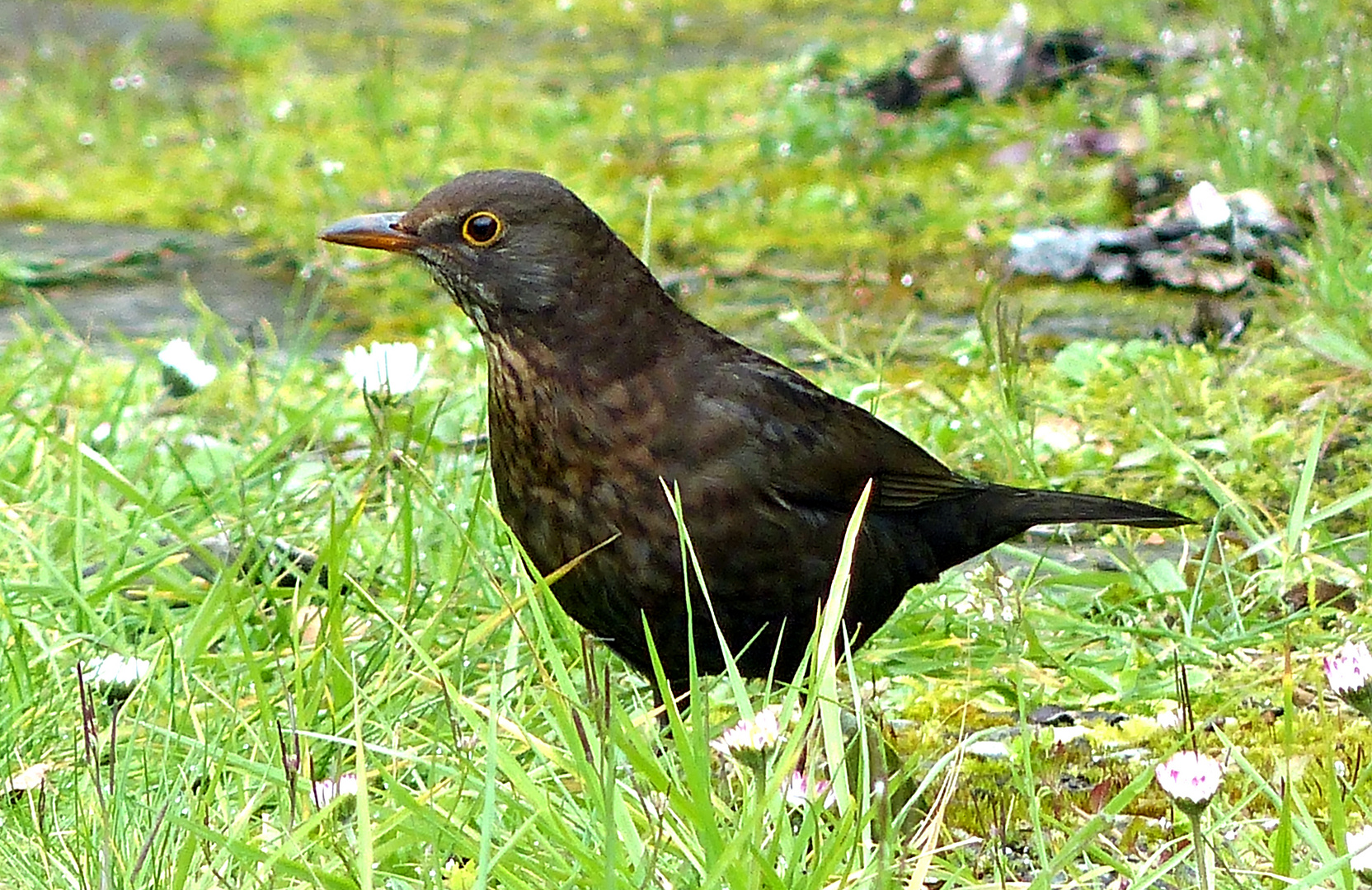 MERLETTE 2 photo et image | animaux, animaux sauvages, oiseaux Images ...