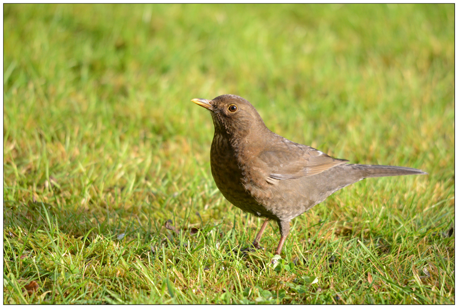 Merlette photo et image | animaux, animaux sauvages, oiseaux Images ...