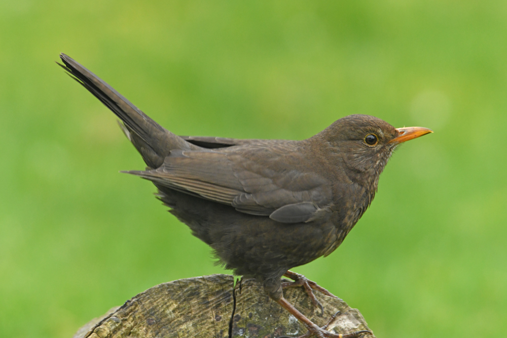 Merlette photo et image | animaux, animaux sauvages, oiseaux Images ...