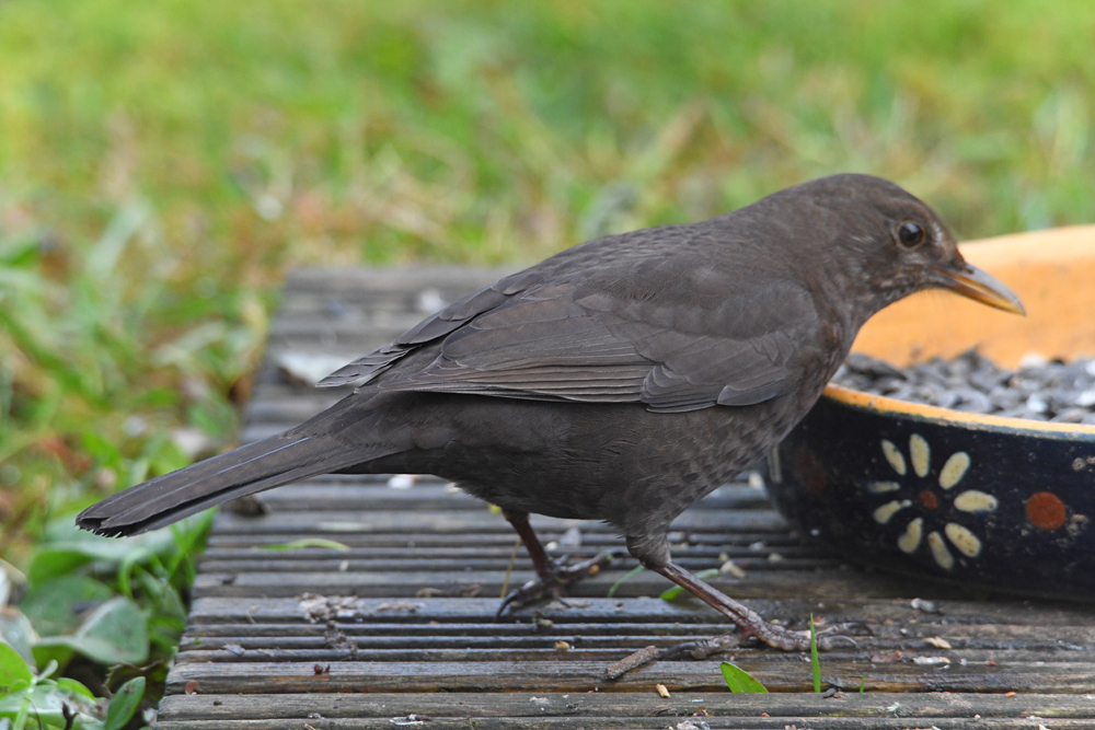 Merlette à la mangeoire photo et image | animaux, animaux sauvages ...