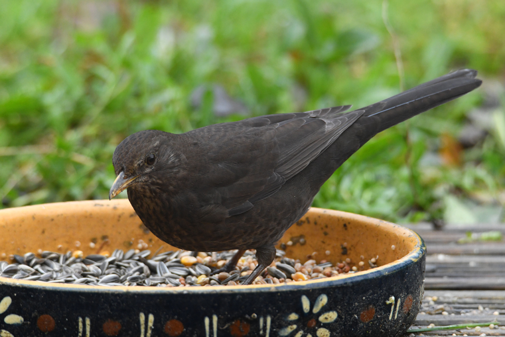 Merlette à table photo et image | animaux, animaux sauvages, oiseaux ...