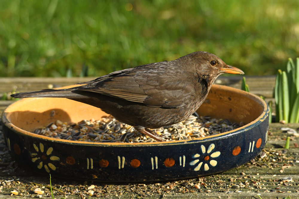 Merlette à table photo et image | animaux, animaux sauvages, oiseaux ...