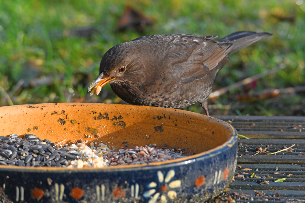 Merlette à table photo et image | animaux, animaux sauvages, oiseaux ...