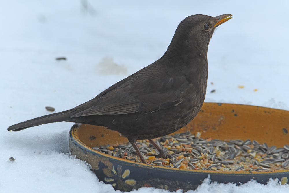 Merlette au resto photo et image | animaux, animaux sauvages, oiseaux ...