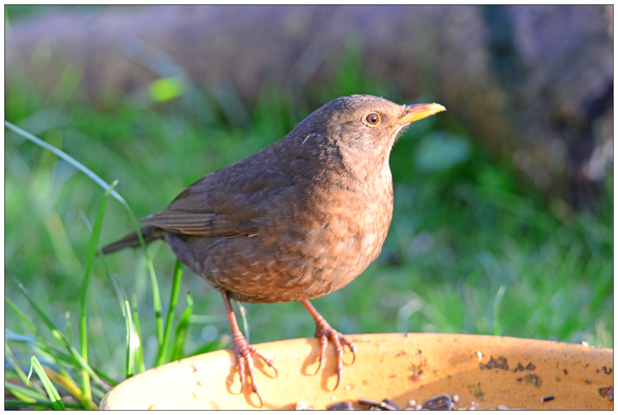 Merlette photo et image | animaux, animaux sauvages, oiseaux Images ...