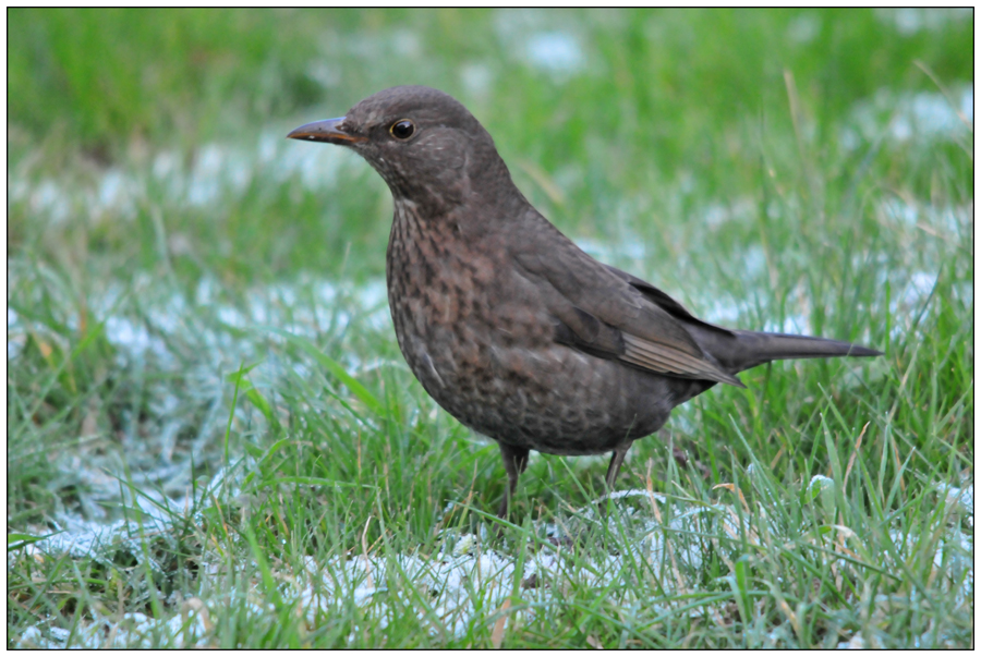 Merlette dans le givre photo et image | animaux, animaux sauvages ...