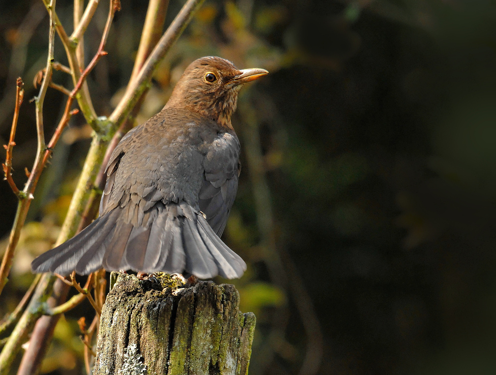 Merlette photo et image | animaux, animaux sauvages, oiseaux Images ...