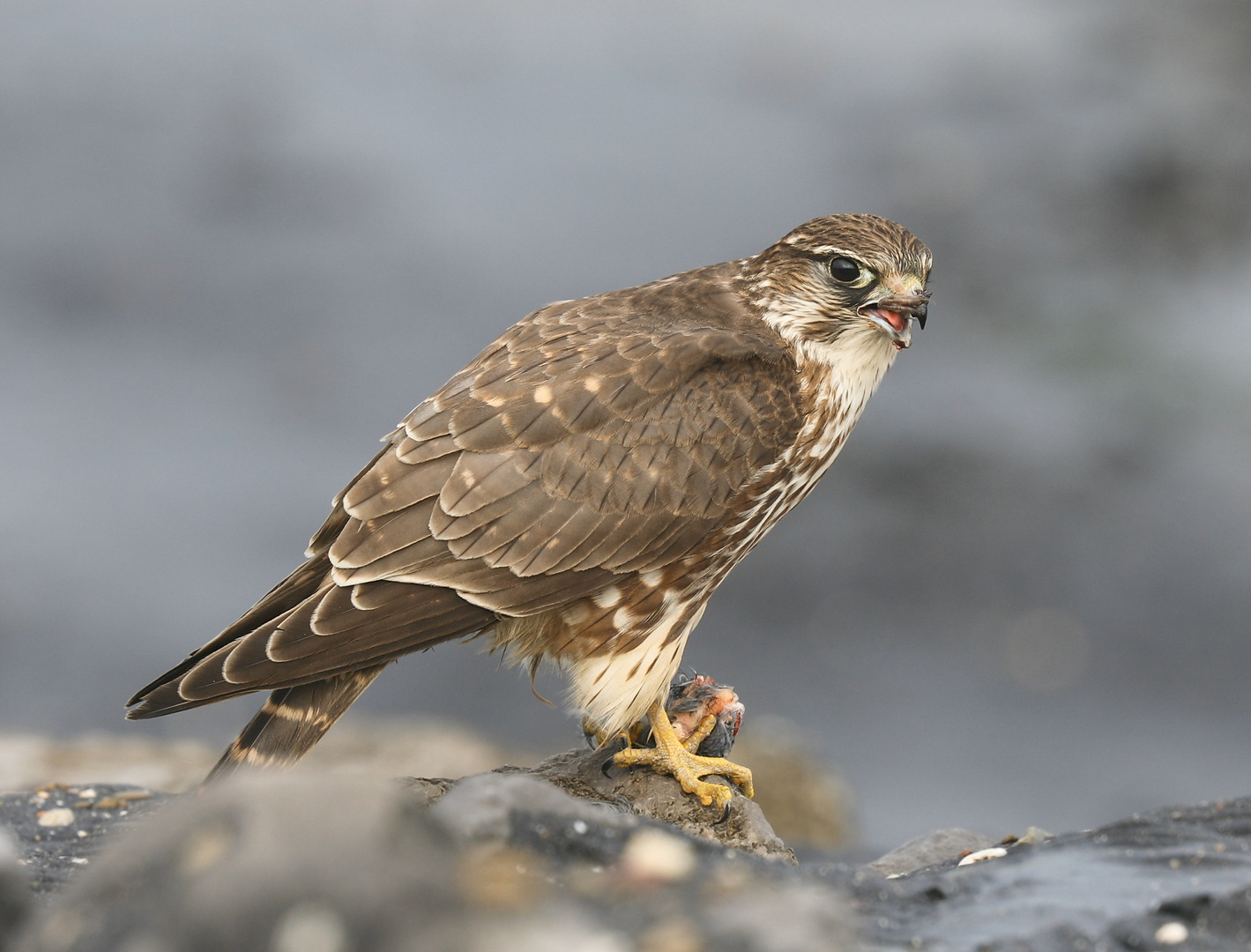 Merlin Foto & Bild | tiere, wildlife, wild lebende vögel Bilder auf ...