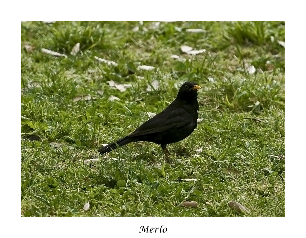 Merlo Foto % Immagini| animali, uccelli allo stato libero, animali allo ...