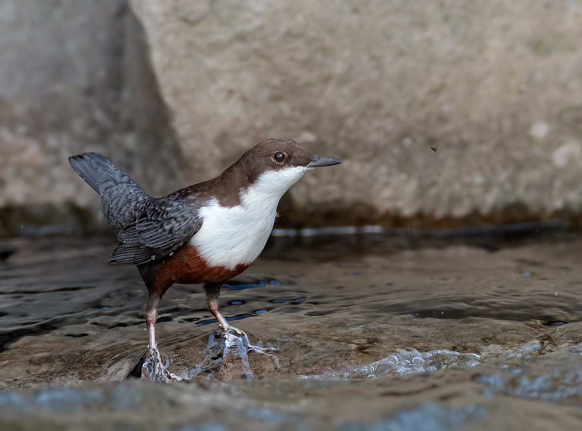 merlo acquaiolo Foto % Immagini| animali, uccelli allo stato libero ...