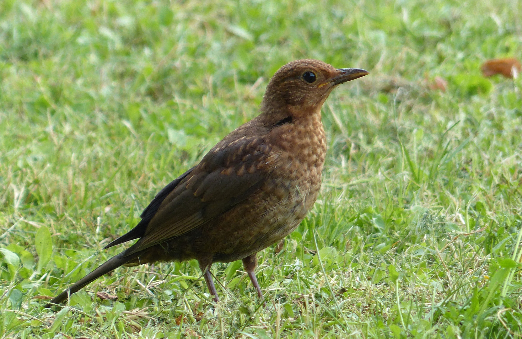 MERLOT photo et image | animaux, animaux sauvages, oiseaux Images ...