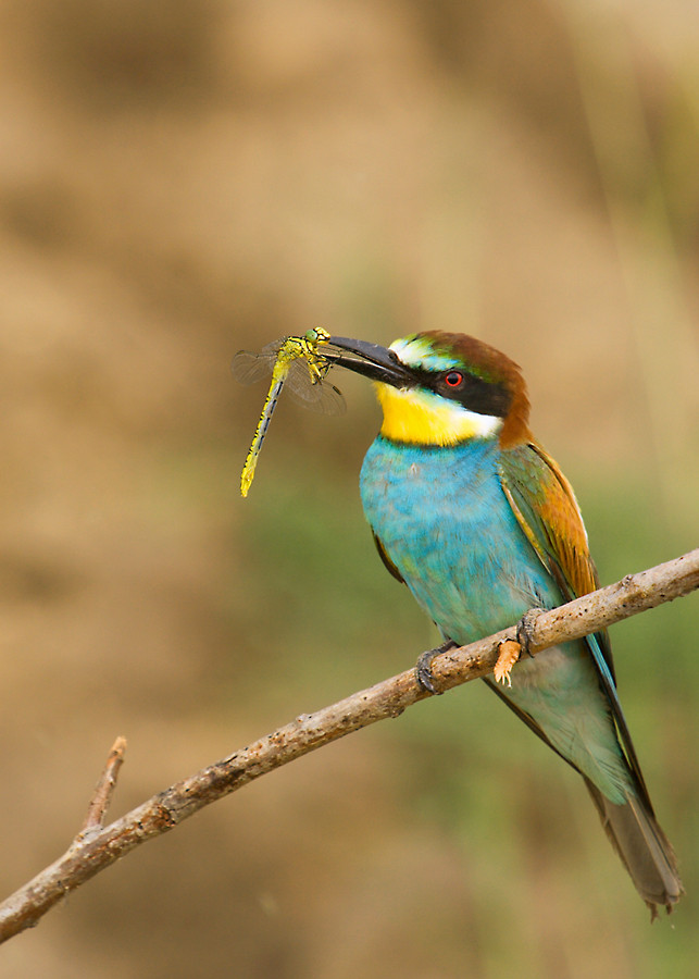 merops apiaster photo et image | animals, wildlife, birds Images ...